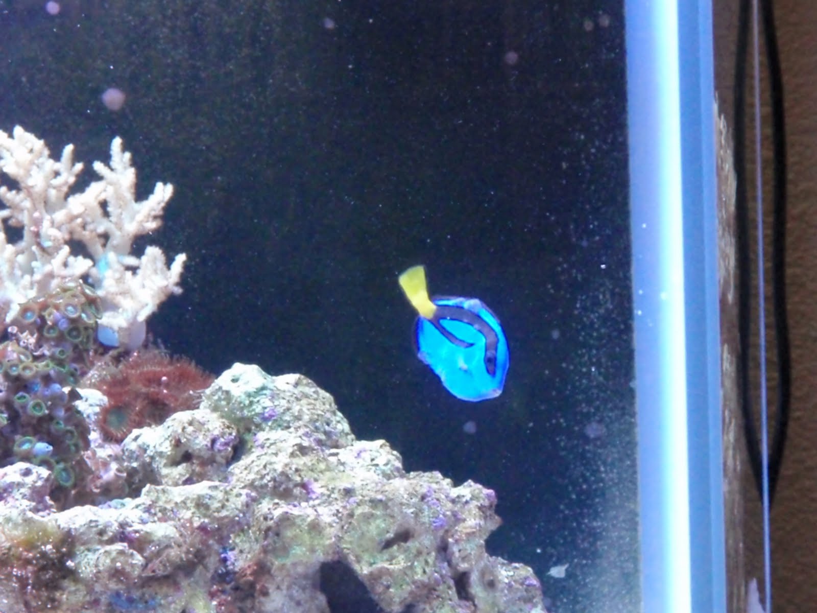 Trials and Tribulations of a Reef Aquarium: Help! Sick Fish. Lymphocystis?