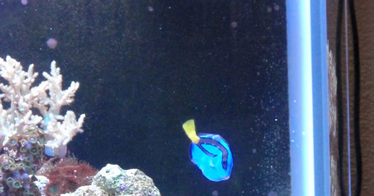 Trials and Tribulations of a Reef Aquarium: Help! Sick Fish. Lymphocystis?