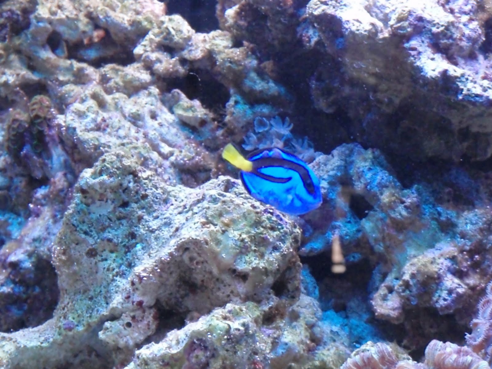 Trials and Tribulations of a Reef Aquarium: Help! Sick Fish. Lymphocystis?