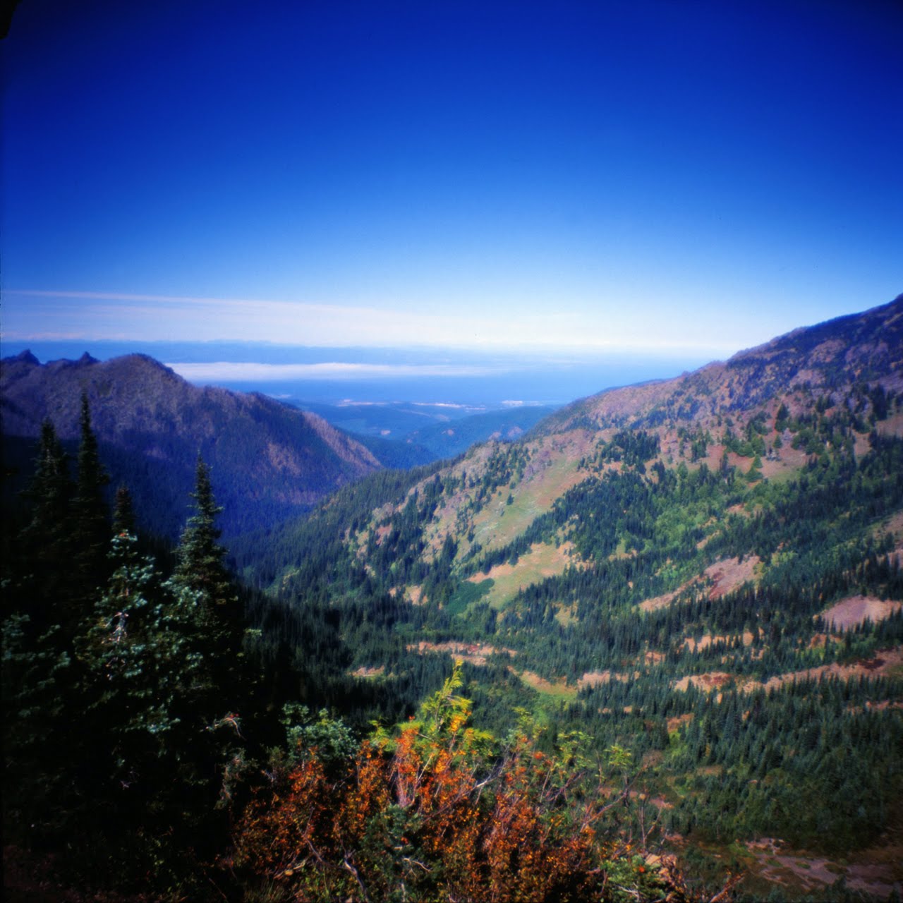 Animatronyx: Hurricane Ridge, Washington