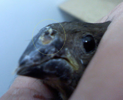 Blog Trinca-Ferro verdadeiro: Sinusite Crônica em Aves: A famosa ...