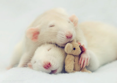 LO DE HOi: Cutest Rats....(eww)