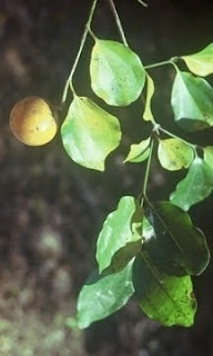 POISONOUS PLANTS OF SRILANKA: GODA KADURU