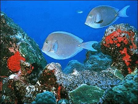 Animales Acuaticos: Animales Acuaticos