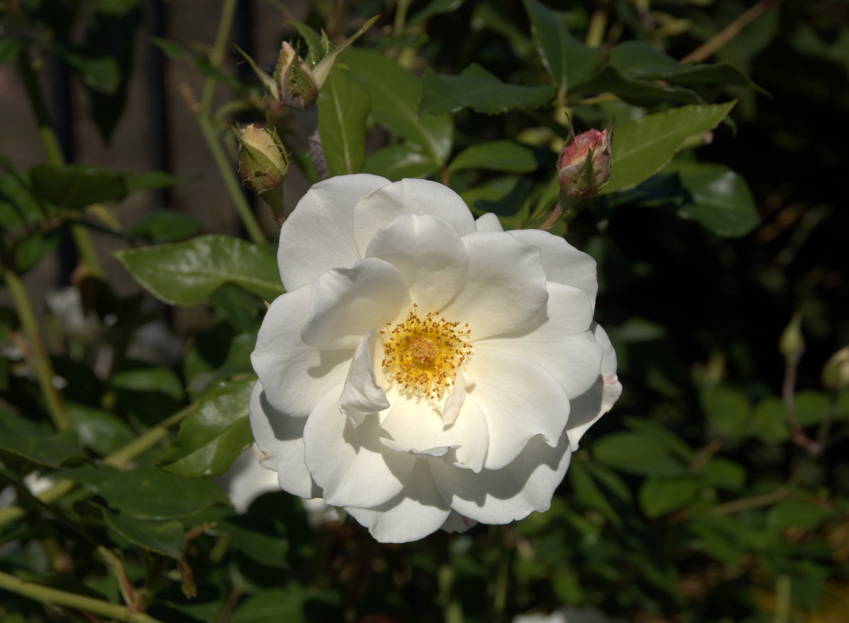 Organic Garden Dreams: Rose of the Month: 'Iceberg'