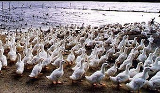 Pinoy - Negosyo - Techs: Ducks Raising