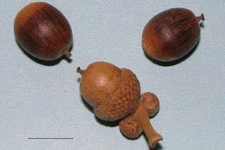 The Natural Capital - find us now at TheNaturalCapital.com: LOOK FOR ...