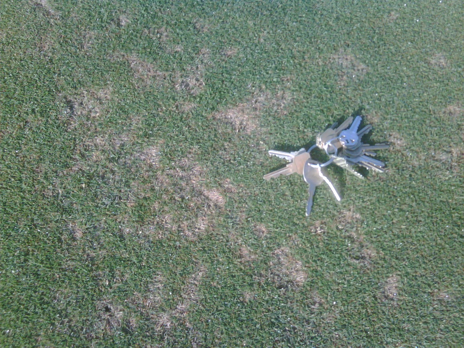 ROLLING HILLS GOLF COURSE: Dollar Spot Disease 2009