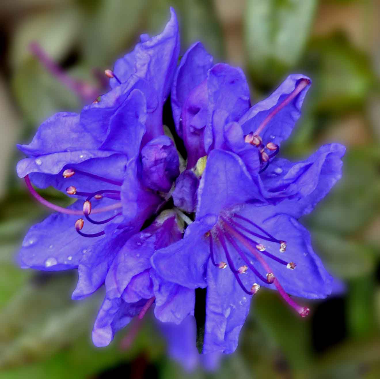 Chris Zimmer: Blue Baron Rhododendron in Bloom