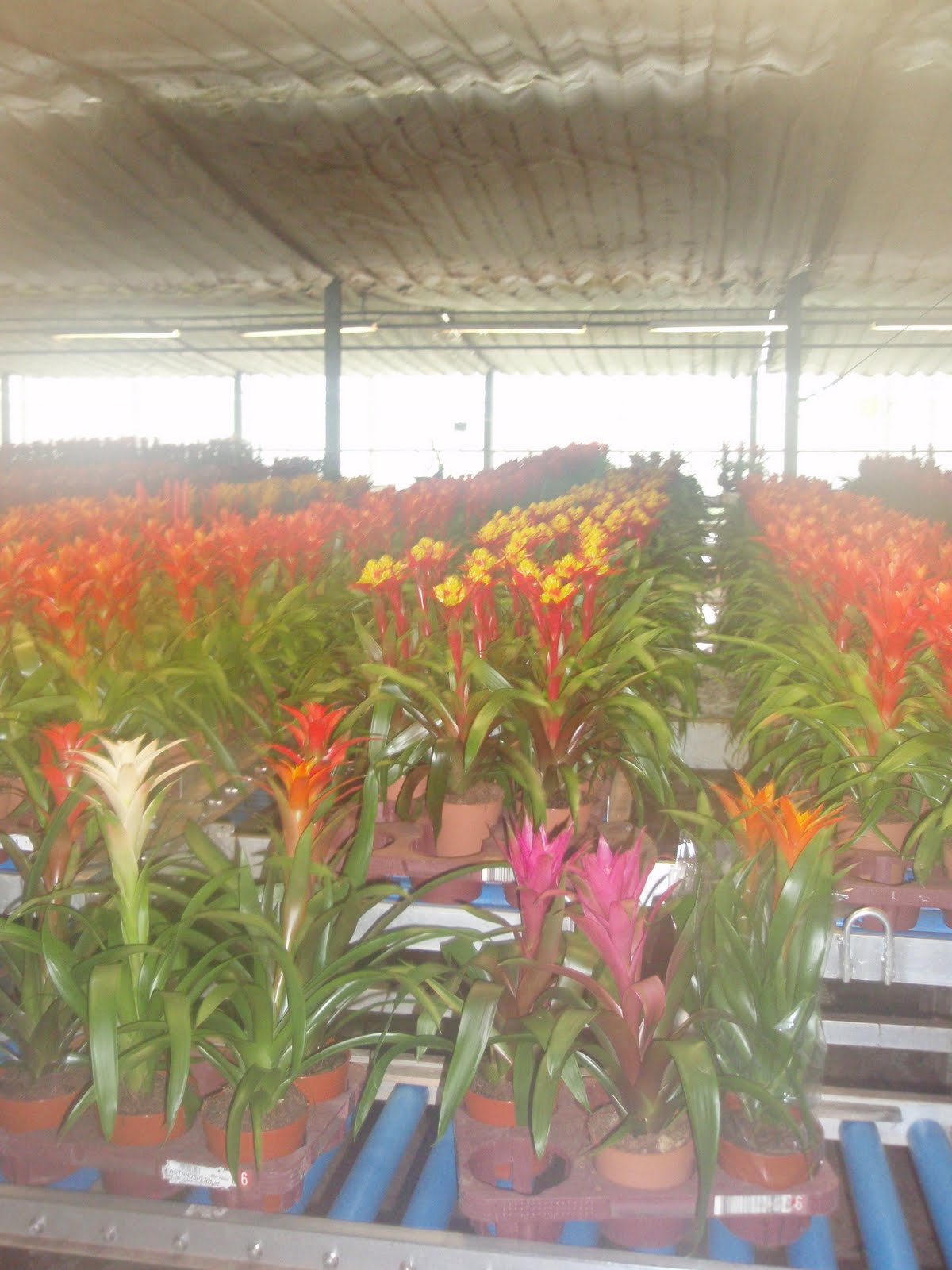 Flori la comanda: import olanda:cale si plante de camera in ghivece!!