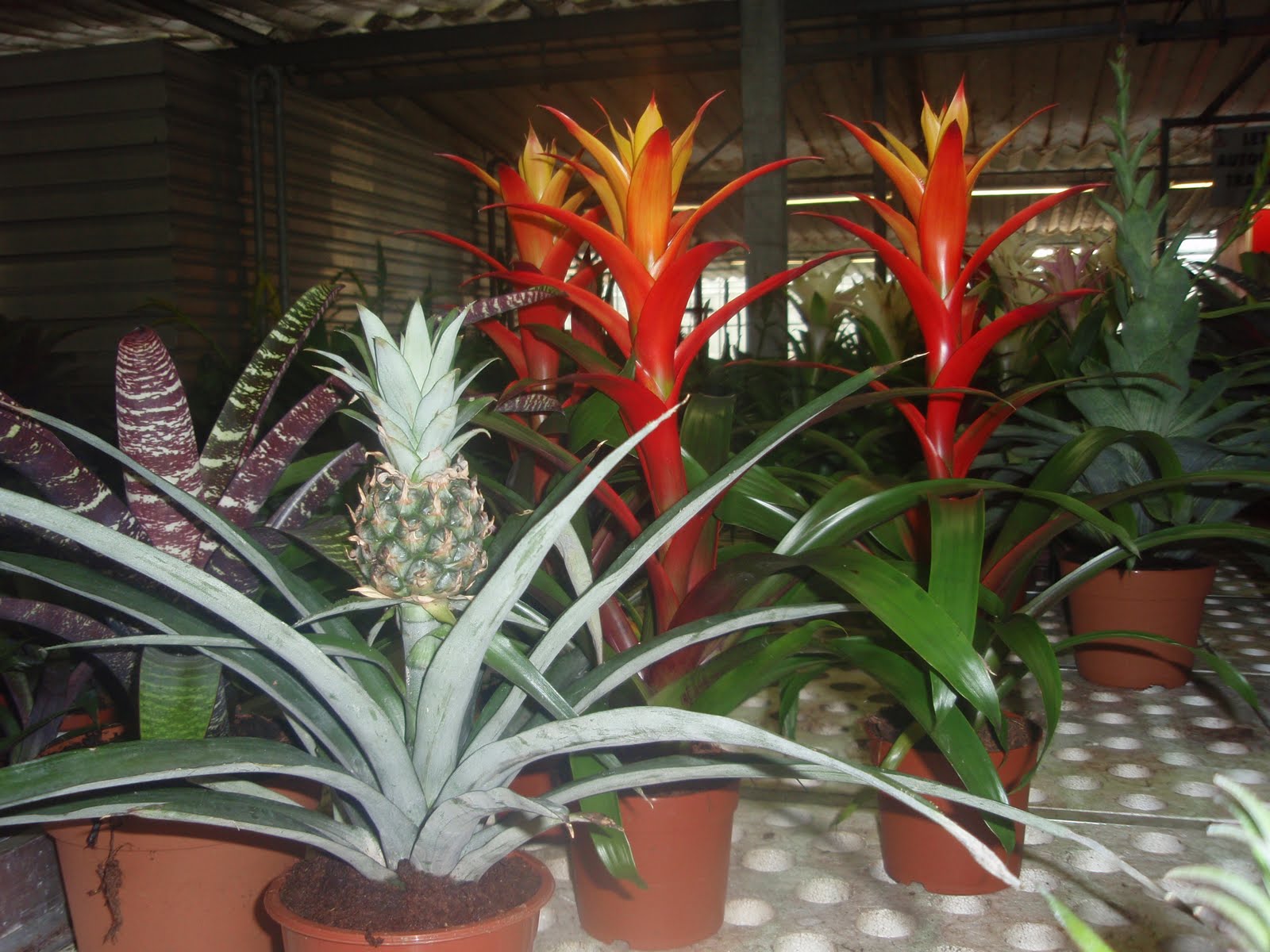 Flori la comanda: import olanda:cale si plante de camera in ghivece!!