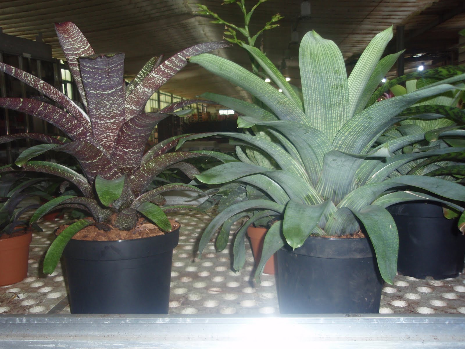 Flori la comanda: import olanda:cale si plante de camera in ghivece!!