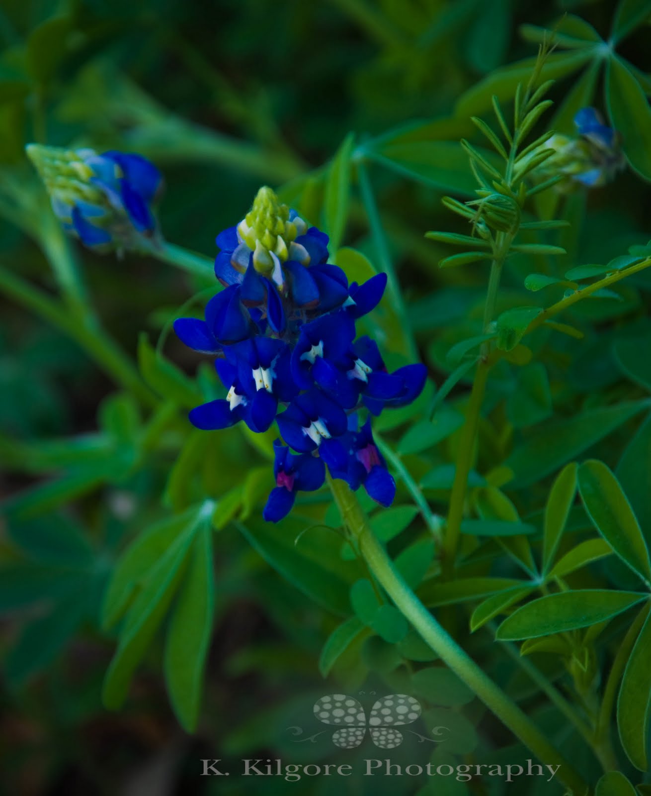 A Bluebonnet in Beantown: Bluebonnets for Beantown (courtesy of K ...