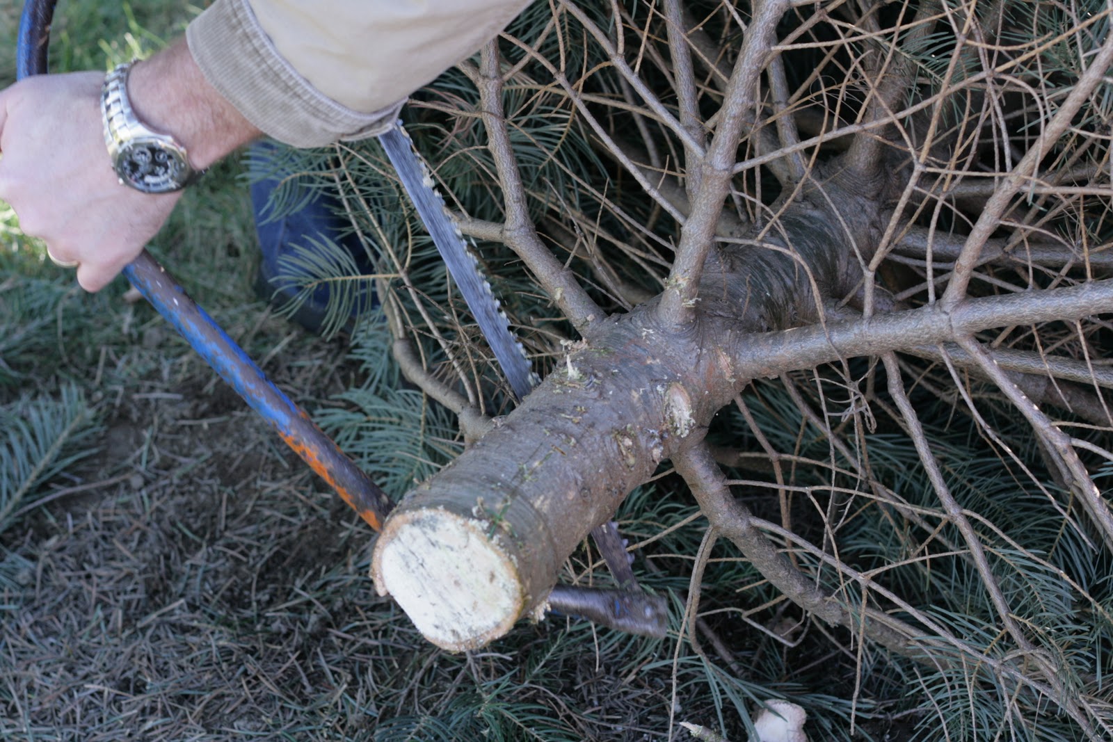 A Bluebonnet in Beantown: Field trip: choose and cut your own Christmas ...