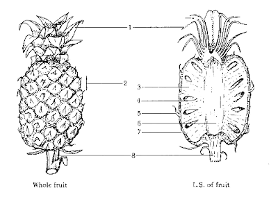Agriculture: Pine Apple