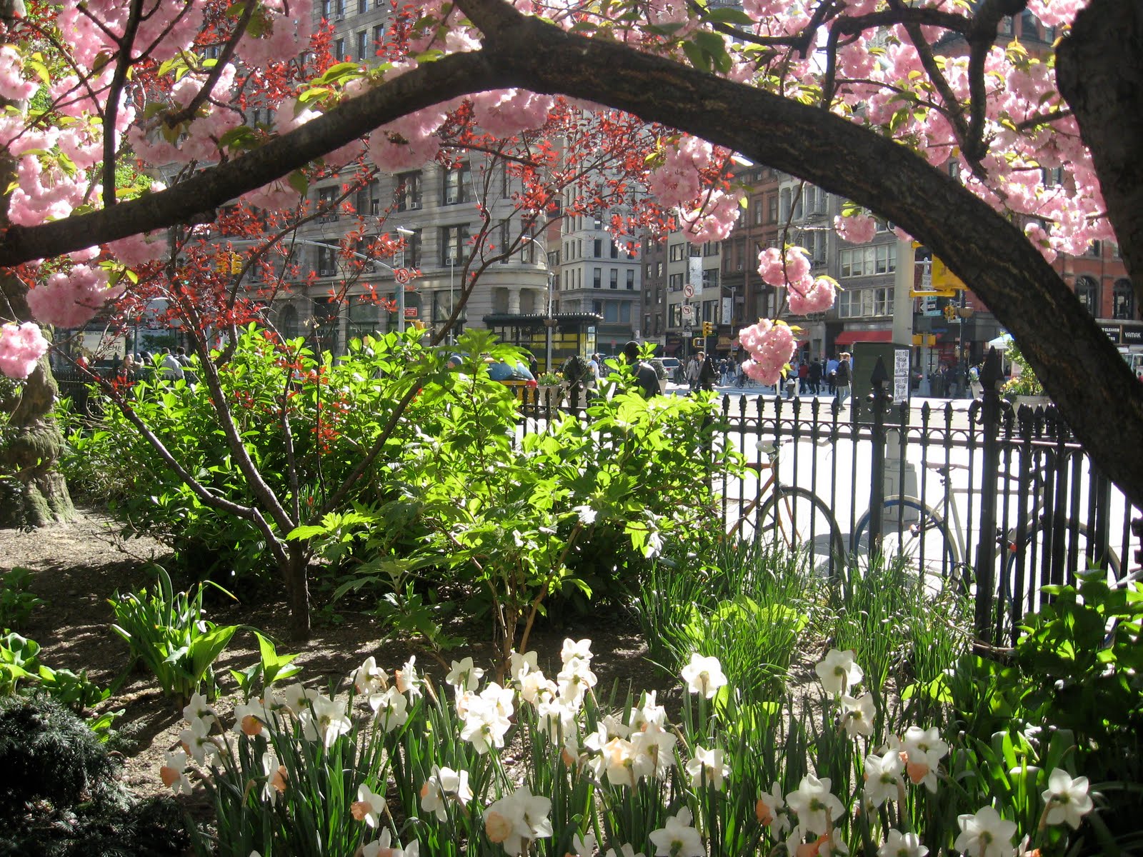 The Grateful Rabbi: GRATEFUL FOR SPRING IN NEW YORK