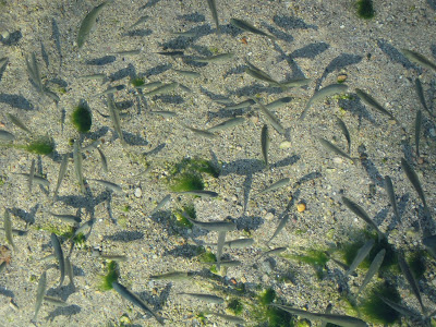 afotografías: peces en el río