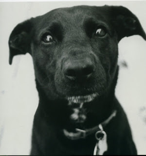 Mary's Be a GoodDog Blog: Black Labs are Loyal, Fine, Goofy, Beautiful.
