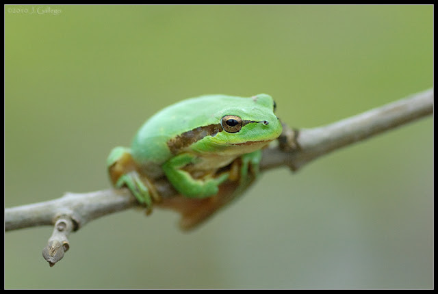 macroinstantes: Hyla arborea & Hyla meridionalis
