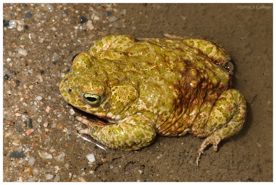 macroinstantes: Extrañas manchas en la piel de machos de sapo corredor