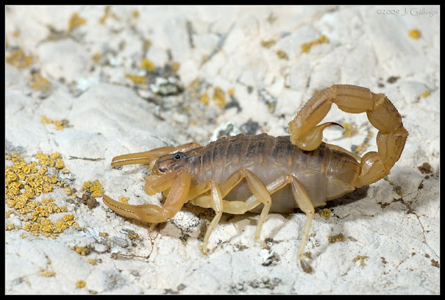 macroinstantes: Escorpión ibérico