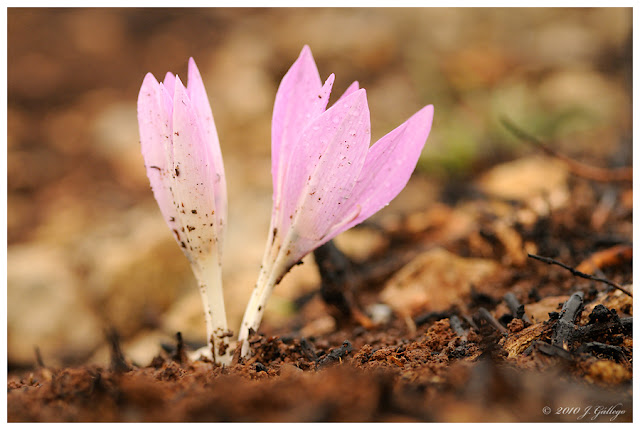 macroinstantes: octubre 2010