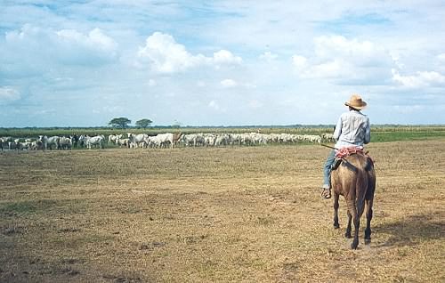 del guárico para el mundo: UN LLANERO EN LA CAPITAL (Relato Costumbrista)