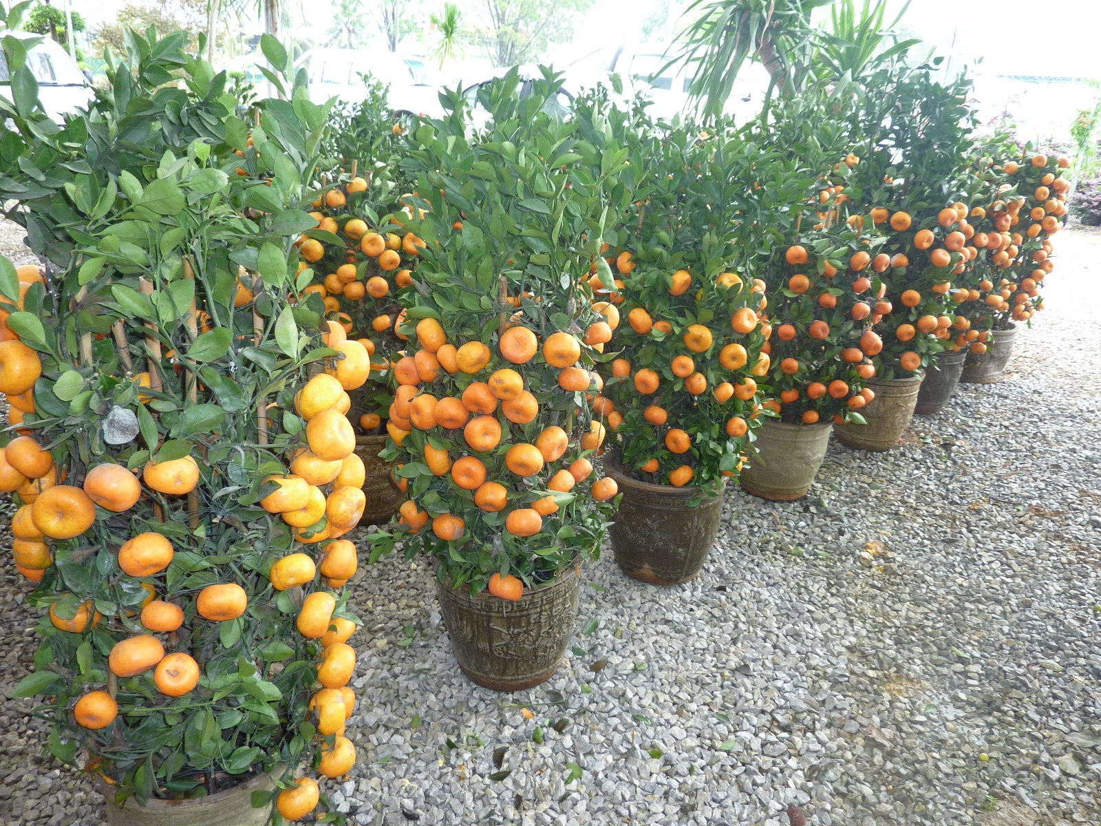 My City Landscaping Sdn Bhd: Mandarin Lime Tree For Chinese New Year 2011