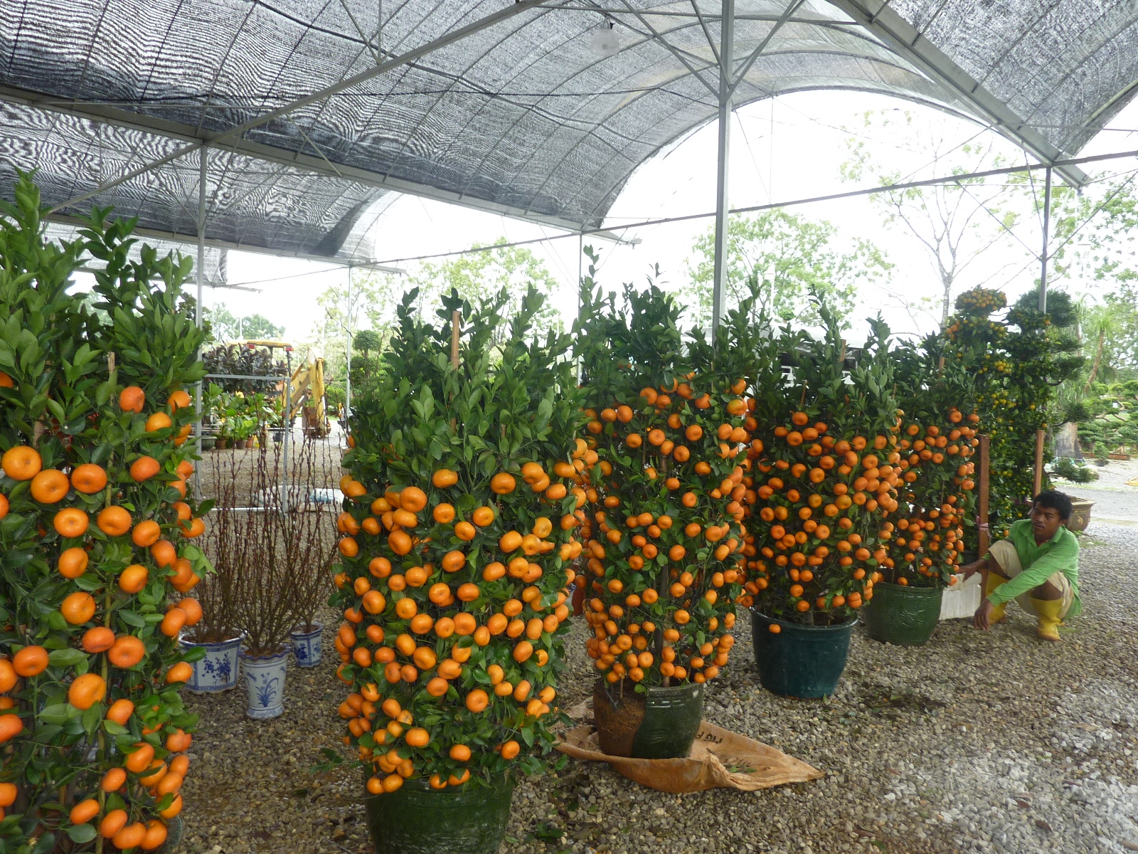 My City Landscaping Sdn Bhd: Mandarin Lime Tree For Chinese New Year 2011