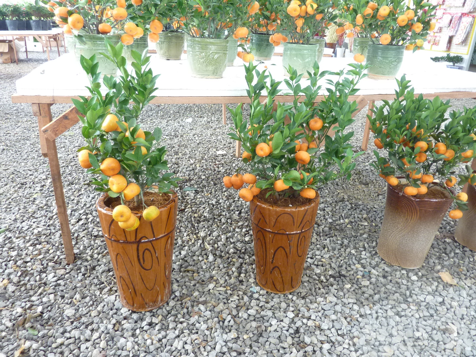 My City Landscaping Sdn Bhd: Mandarin Lime Tree For Chinese New Year 2011