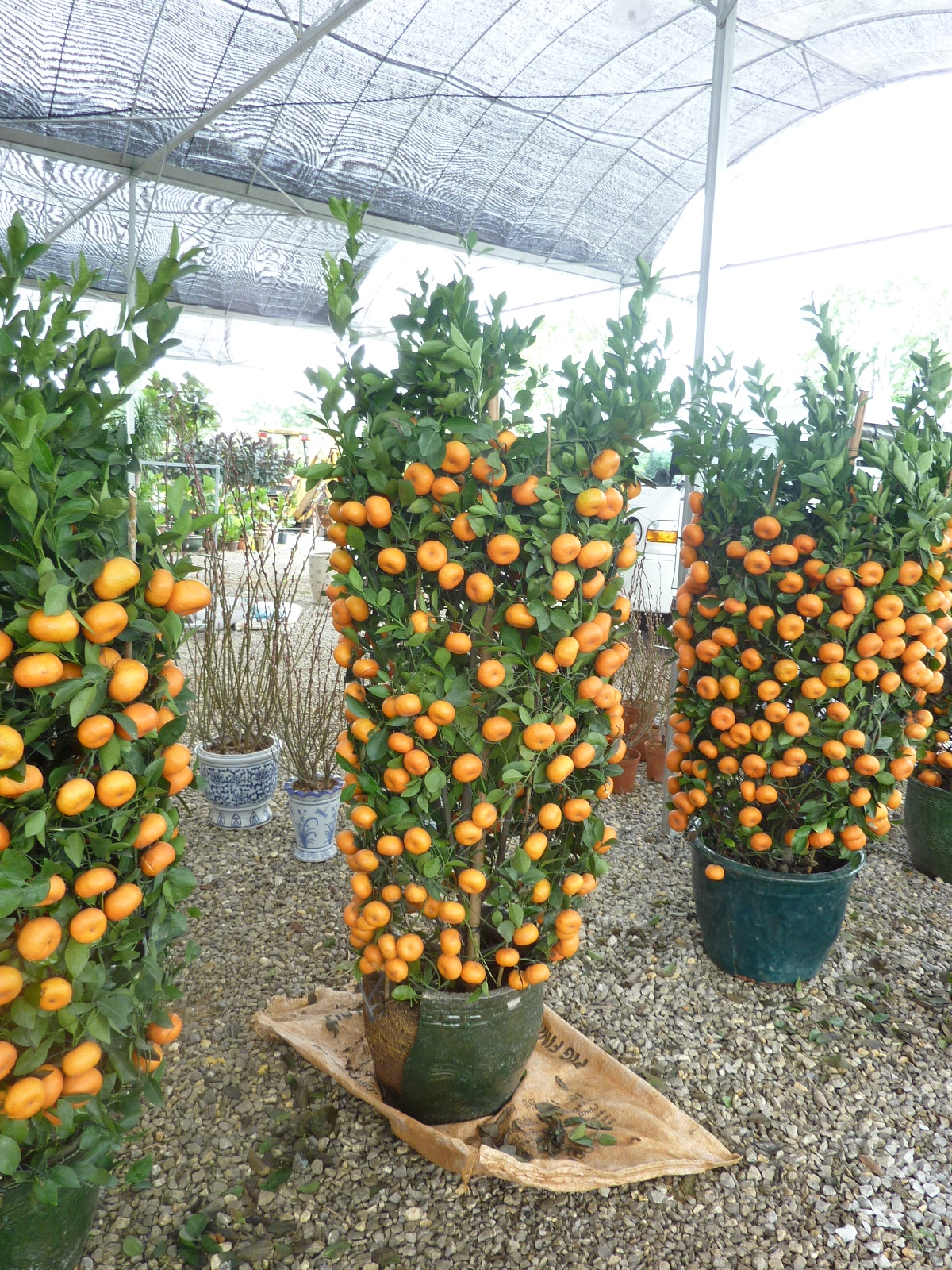 My City Landscaping Sdn Bhd: Mandarin Lime Tree For Chinese New Year 2011
