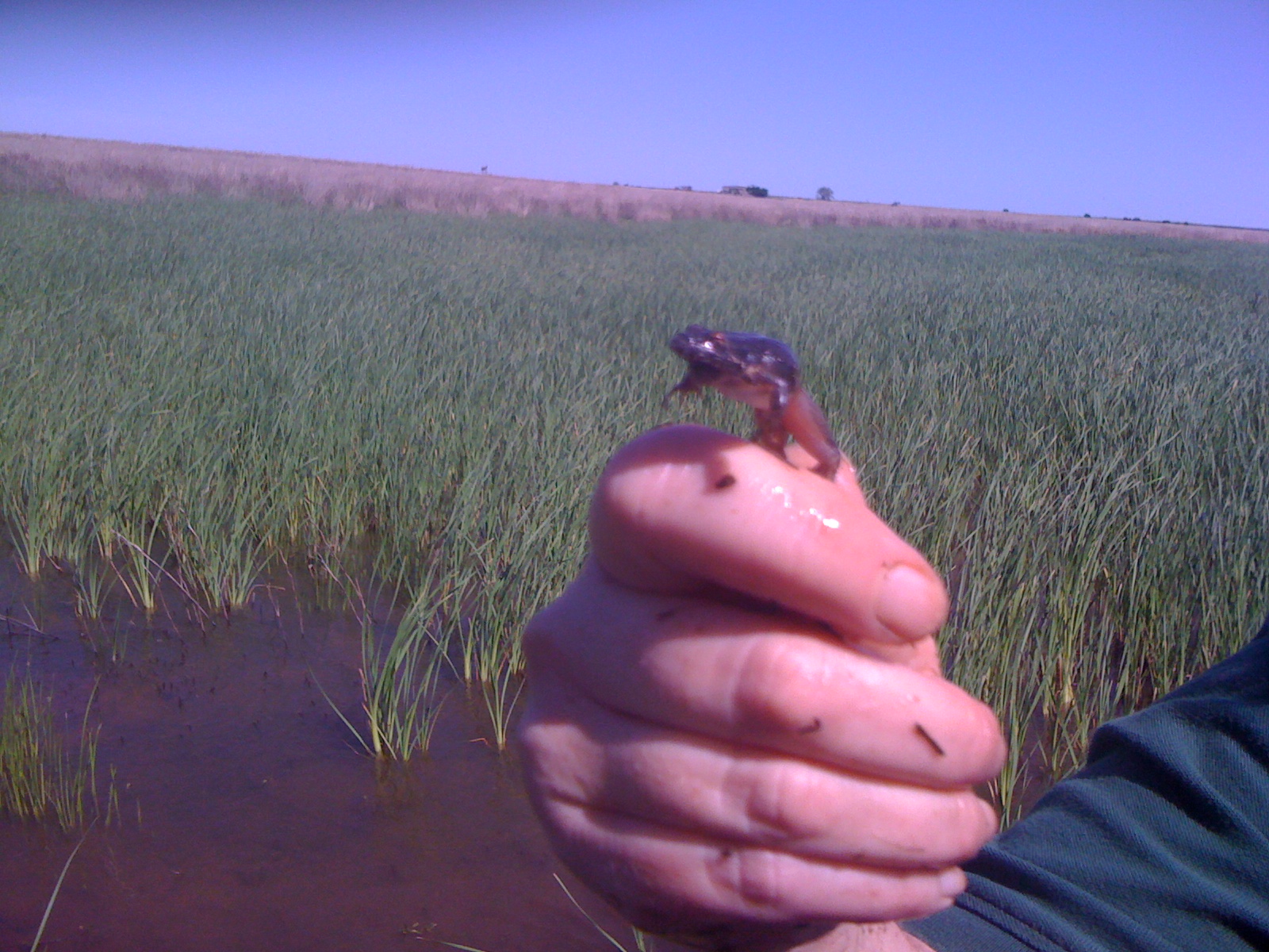 Homeschool Blessings: Hackberry Flat Wetland