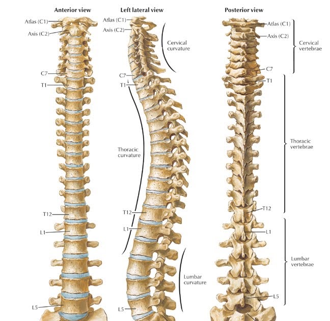 Chefsingenjören: Försvarsmaktens ryggrad