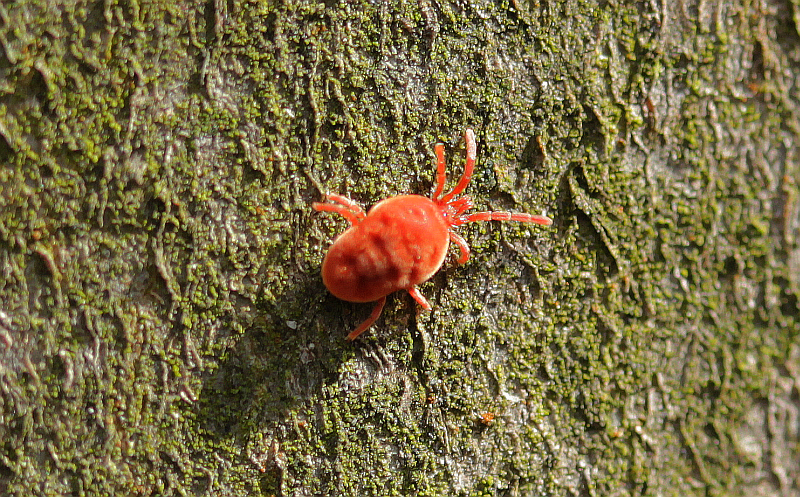 Naturwunder ...: Rote Samtmilbe