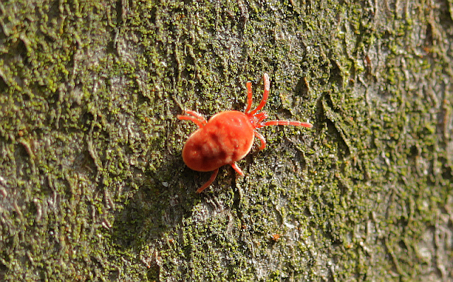 Naturwunder ...: Rote Samtmilbe