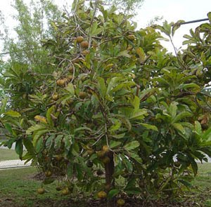 We love Our Bangladesh: Elephant Apple (Chalta Fal)