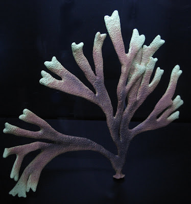 3d model photos: Dictyota dichotoma