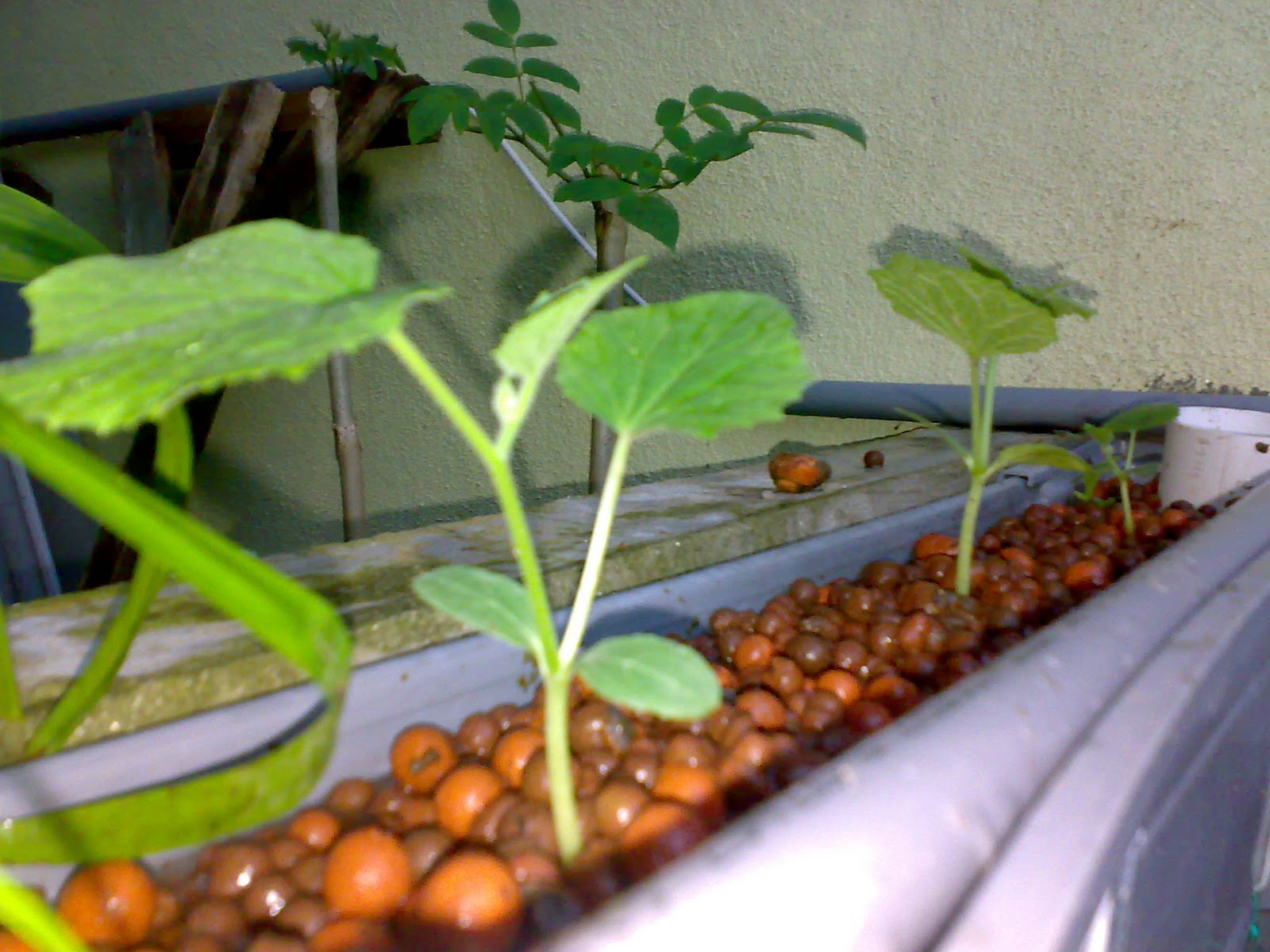 ++ kEbUn pApA AiNa ++: update : Tanaman Timun Jepun (Japanese Cucumber)