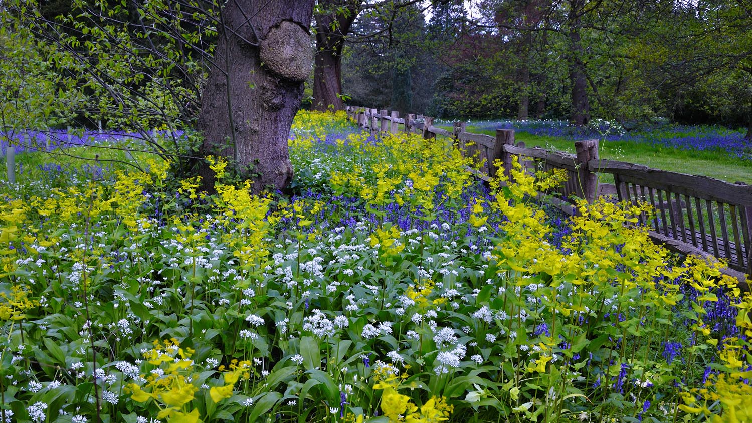 The Amazing Life: Kew Gardens III and Today's Flowers #99