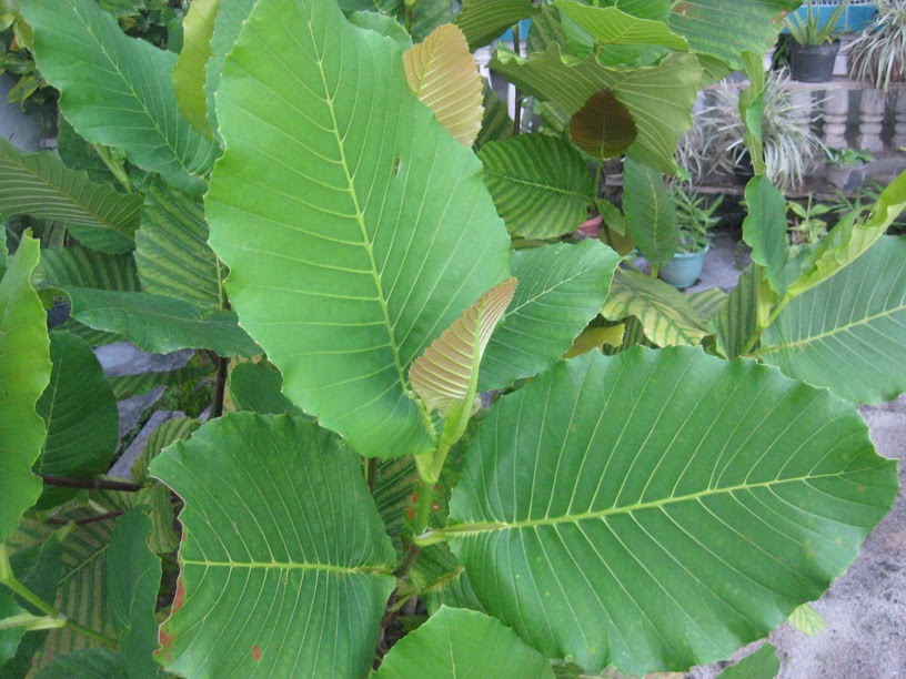 KOTA BELINYU (nostalgia sebuah kota kecil): PASAR BELINYU-3 (DAUN ...