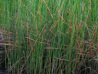 KOTA BELINYU (nostalgia sebuah kota kecil): PASAR BELINYU-3 (DAUN ...