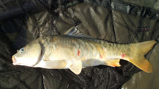 The Lure of Angling: King carp 1.2p per pound