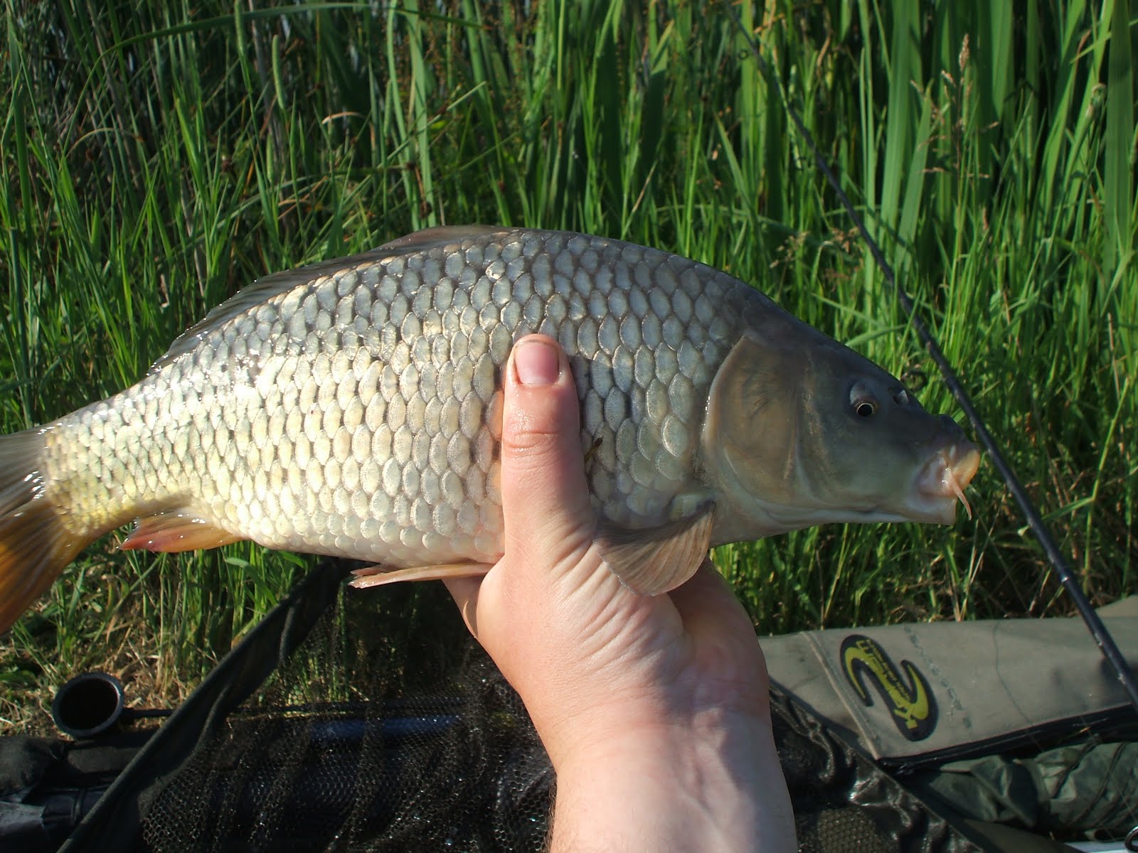 The Lure of Angling: King carp 1.2p per pound
