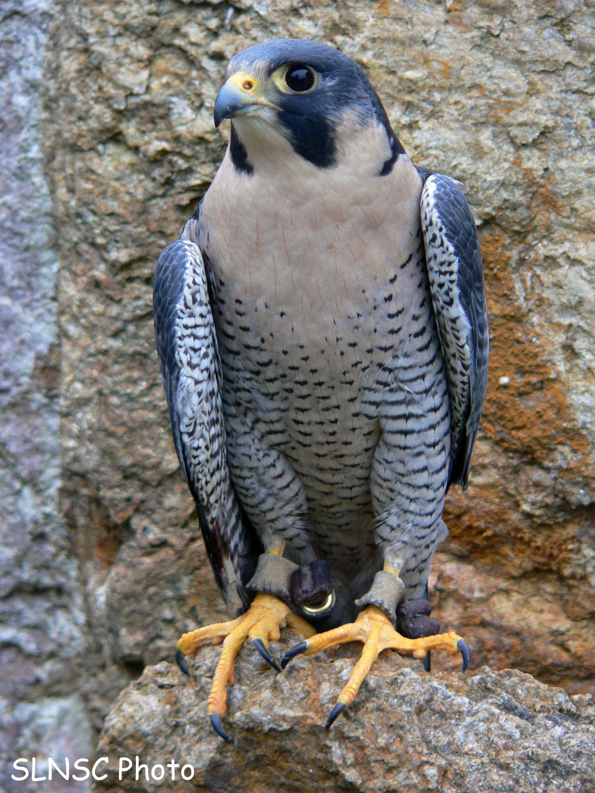 Squam Lakes Natural Science Center Blog: Peregrine Falcon and Osprey ...
