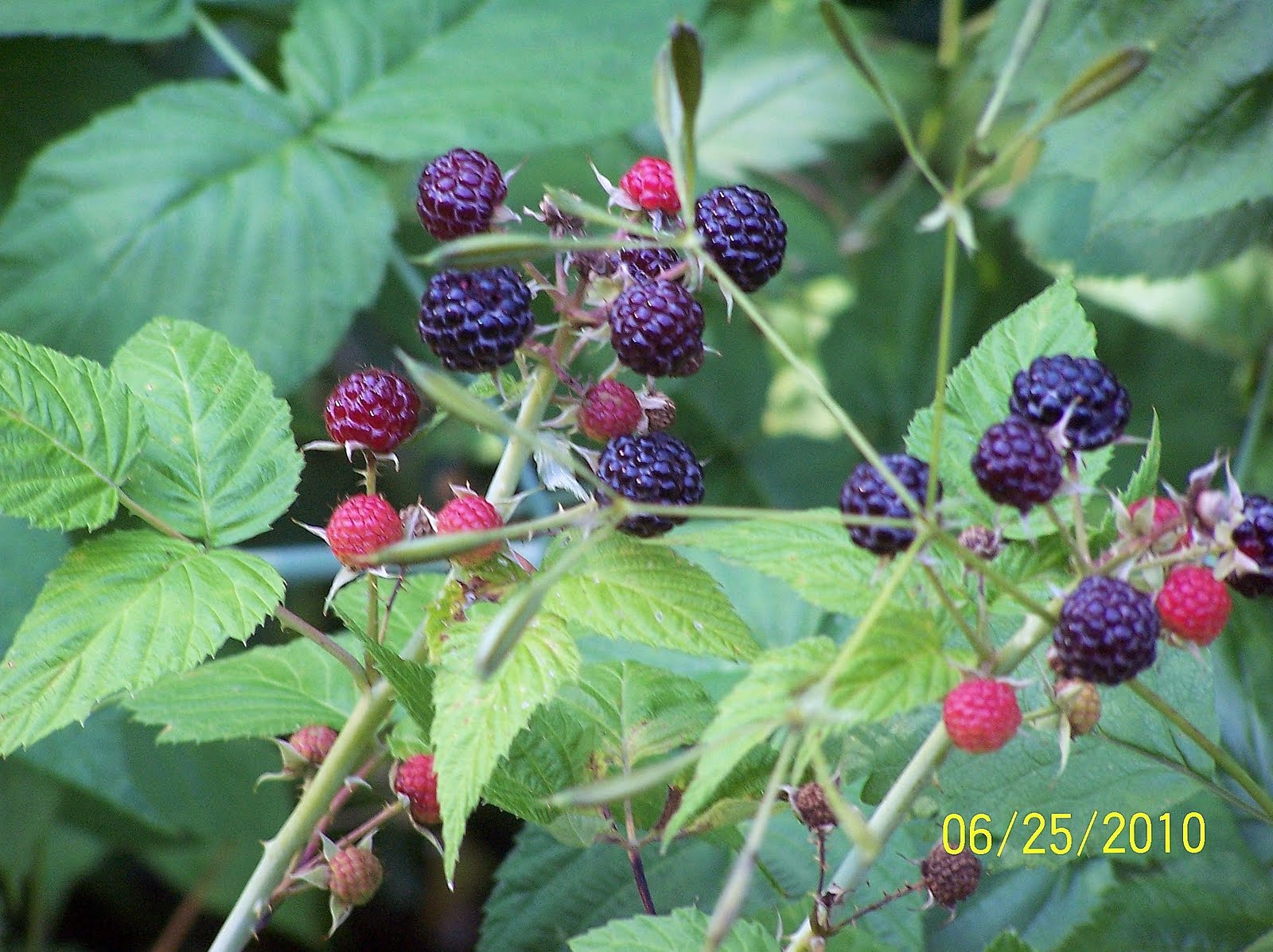 On Raspberry Hill: Raspberry Hill