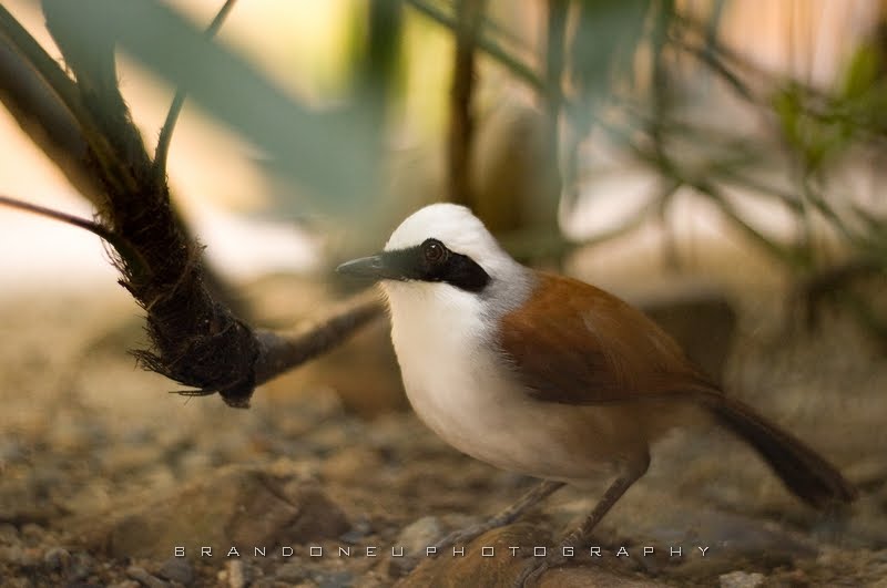 brandoneu: Langkawi Bird Paradise