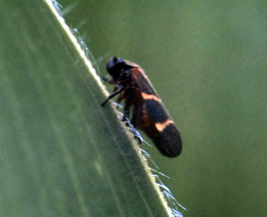 DemoMX: Las cuatro plagas del campo huasteco