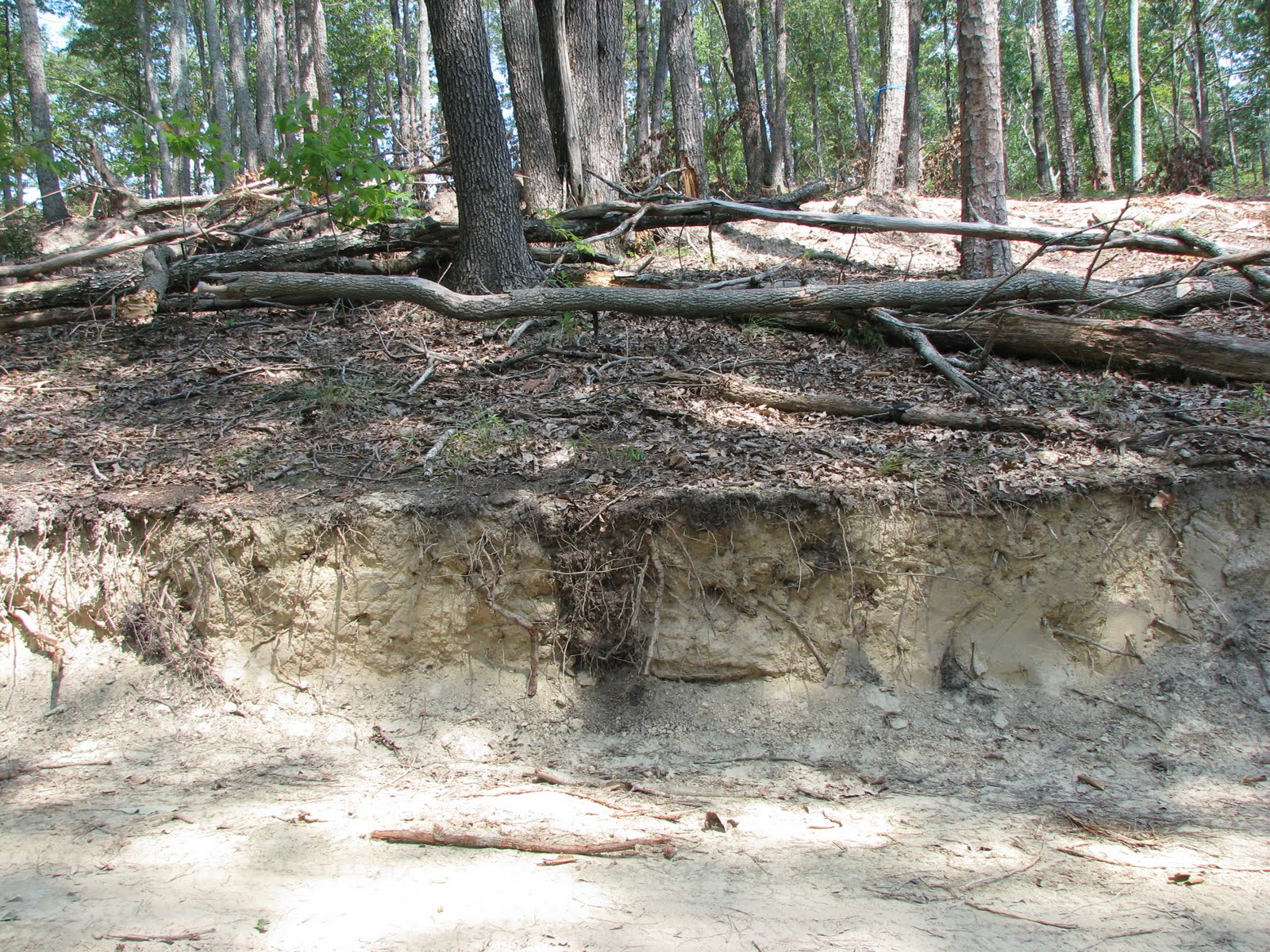 Hog Foot Holler: Logging Lake Guntersville State Park