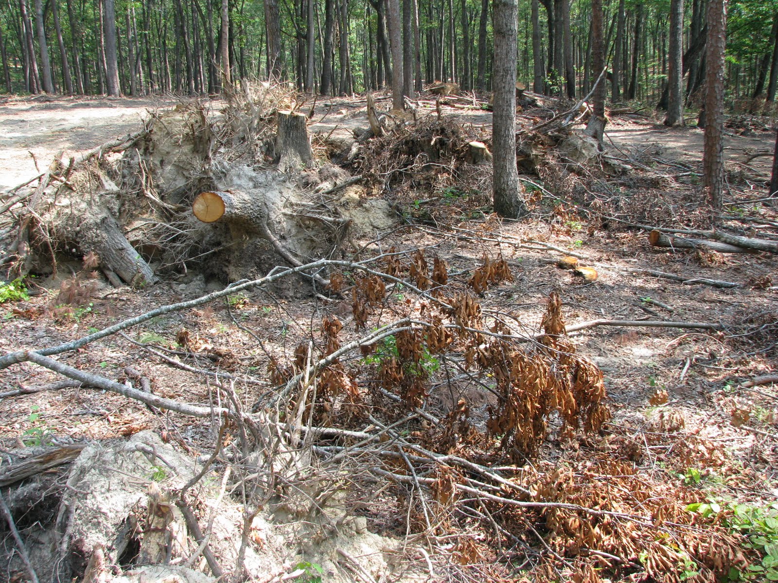 Hog Foot Holler: Logging Lake Guntersville State Park