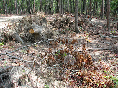 Hog Foot Holler: Logging Lake Guntersville State Park